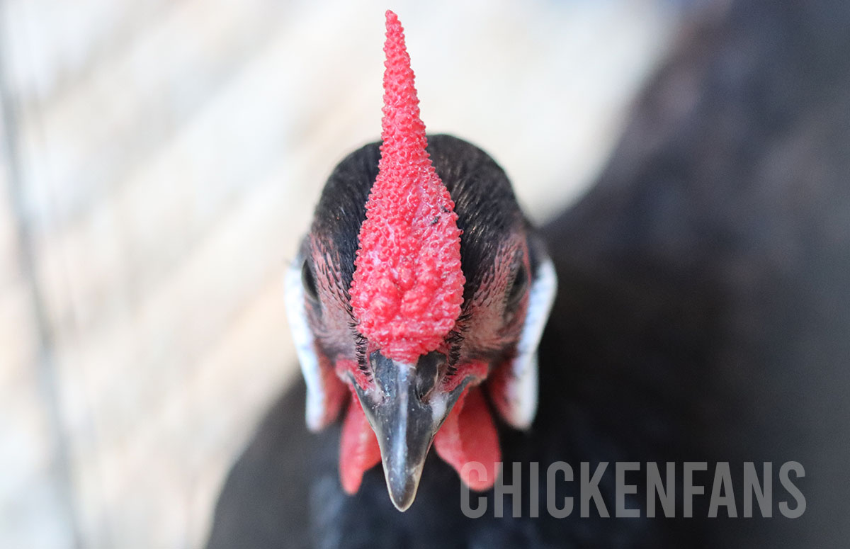 Rosecomb Bantam: Tiny Chickens, Big Style | Chicken Fans