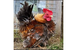 Serama Chicken: Small In Size, Big In Boldness | Chicken Fans