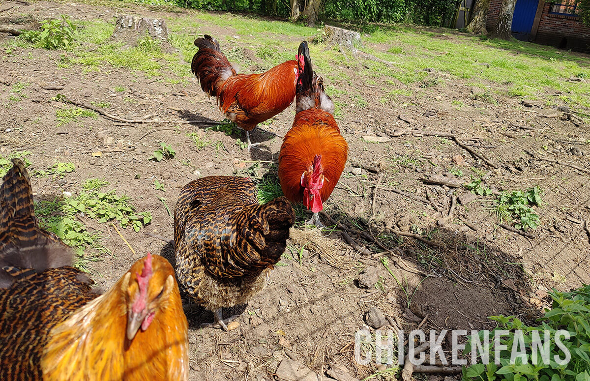 Zingem Laying Fowl: A Marvel of Belgium Beauty | Chicken Fans