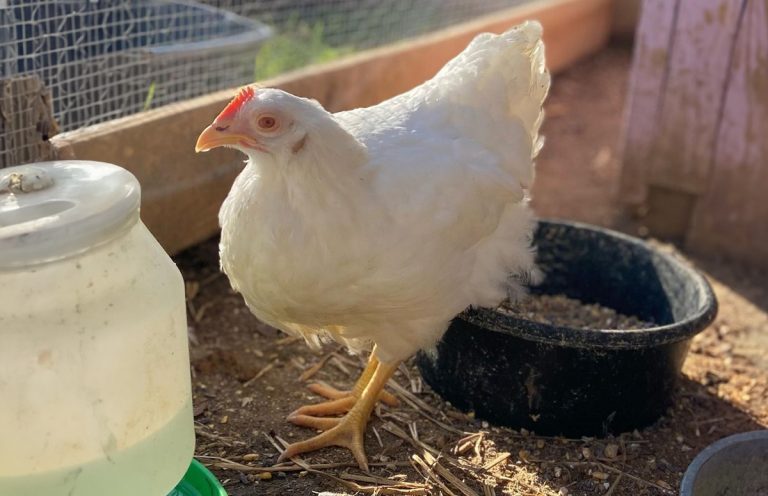 Albino Chickens: Real Or Just A Myth? | Chicken Fans
