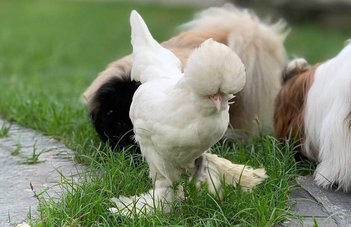 Chickens With Afros: Who Has The Poofiest Hairdo? | Chicken Fans