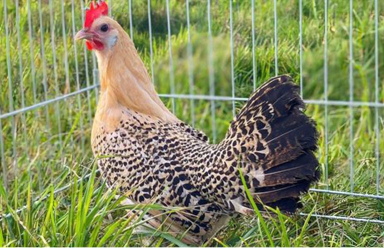Breeds | Chicken Fans