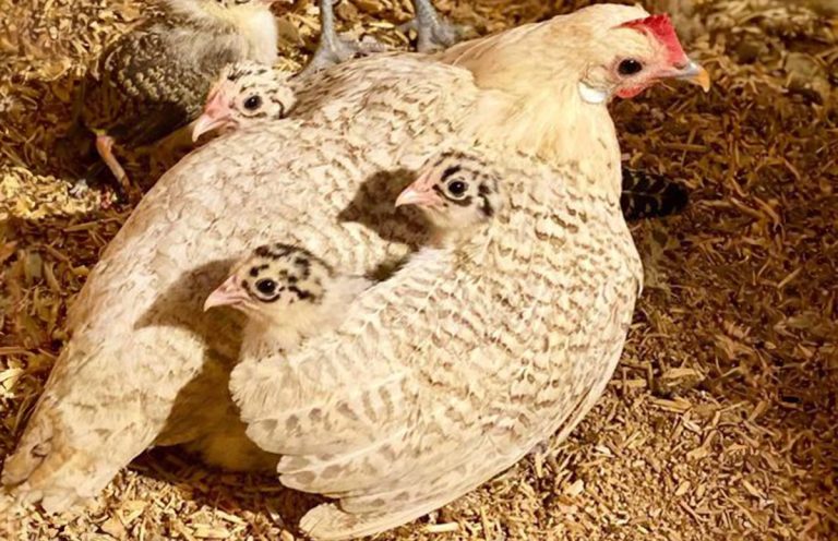 Groninger Meeuw Chicken: A Rare Dutch Beauty | Chicken Fans
