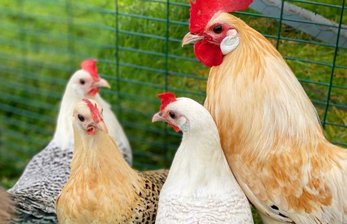 Groninger Meeuw Chicken: A Rare Dutch Beauty | Chicken Fans