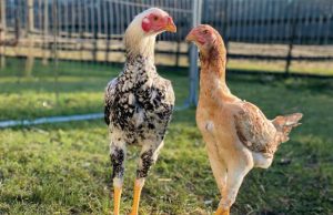 Indio Gigante: The Indian Giant Chicken Breed from Brazil | Chicken Fans