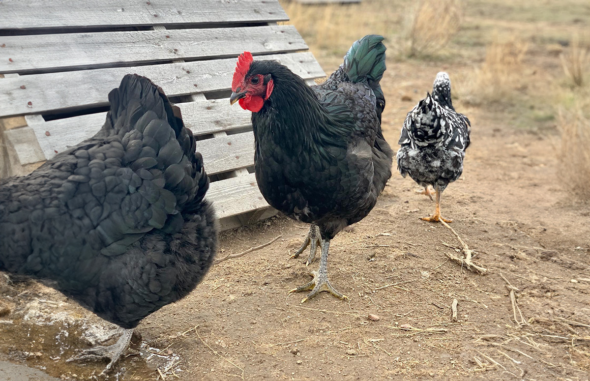 20 Amazing Giant Chicken Breeds | Chicken Fans