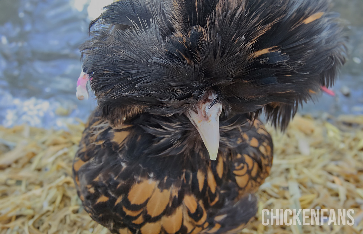 Chickens With Afros: Who Has The Poofiest Hairdo? | Chicken Fans