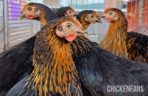 Reasons To Get Straight Run Chickens Instead Of Sexed Chicks | Chicken Fans