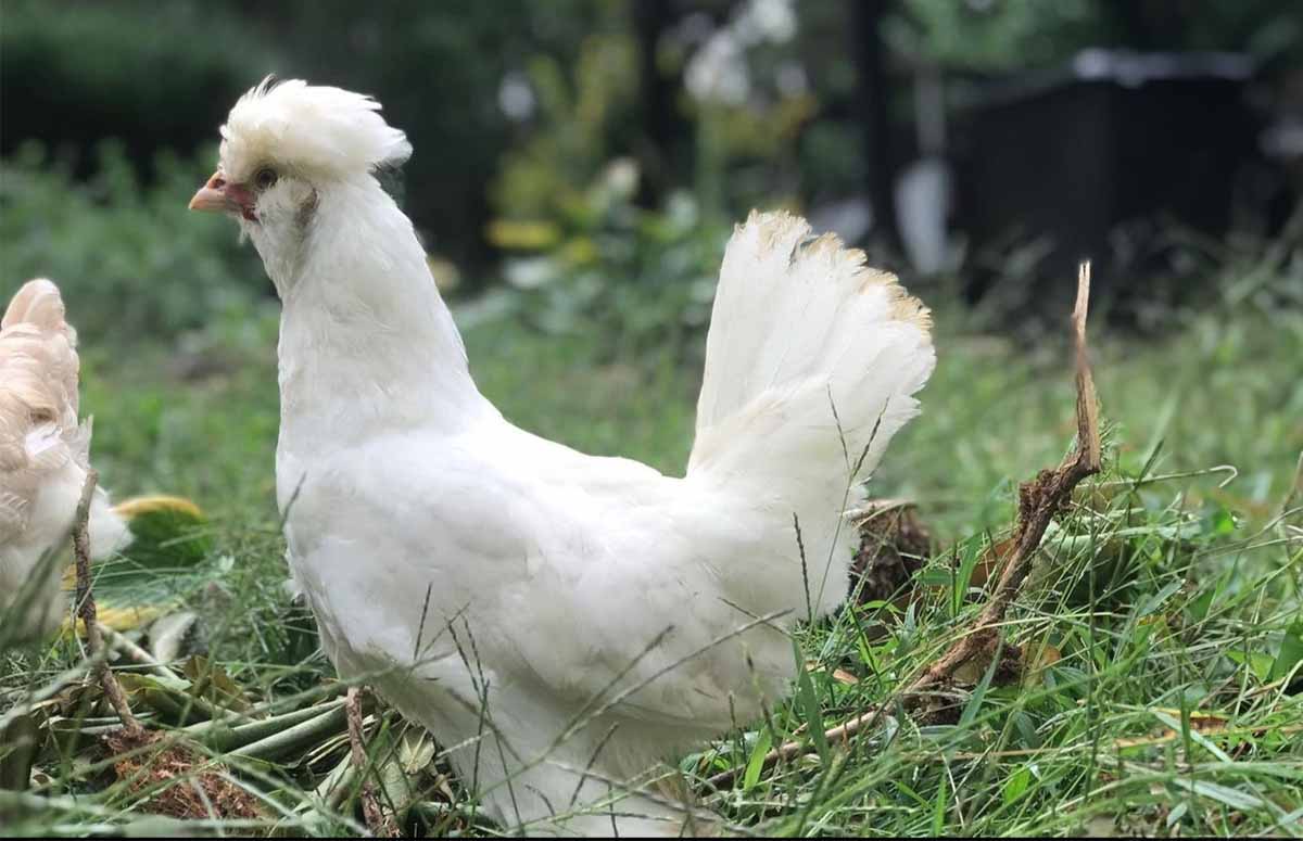 Sultan Chicken: All You Need To Know | Chicken Fans