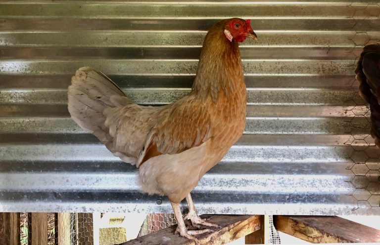 Breeds | Chicken Fans