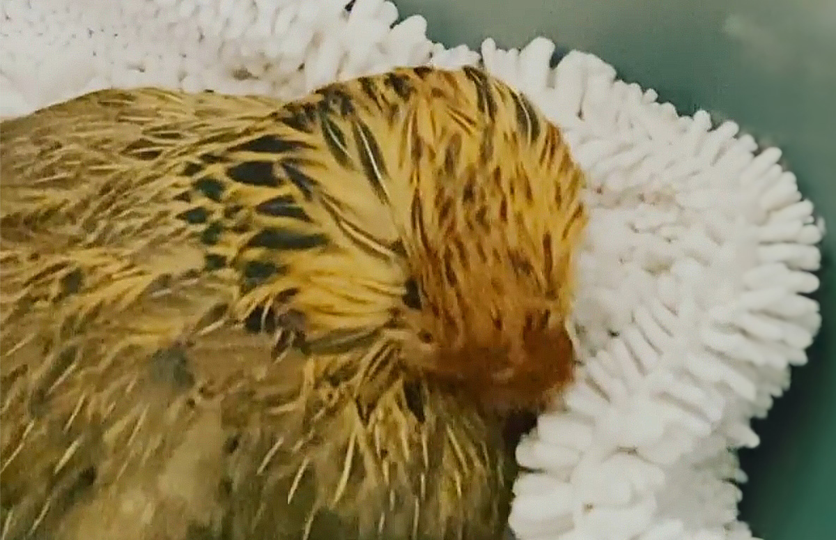 Wry Neck In Chickens | Chicken Fans