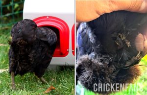 Vent Gleet In Chickens: Causes And Treatment | Chicken Fans