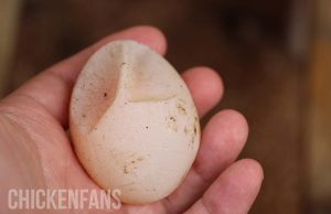 Chicken Egg Abnormalities: Are Weird Eggs Safe To Eat? | Chicken Fans