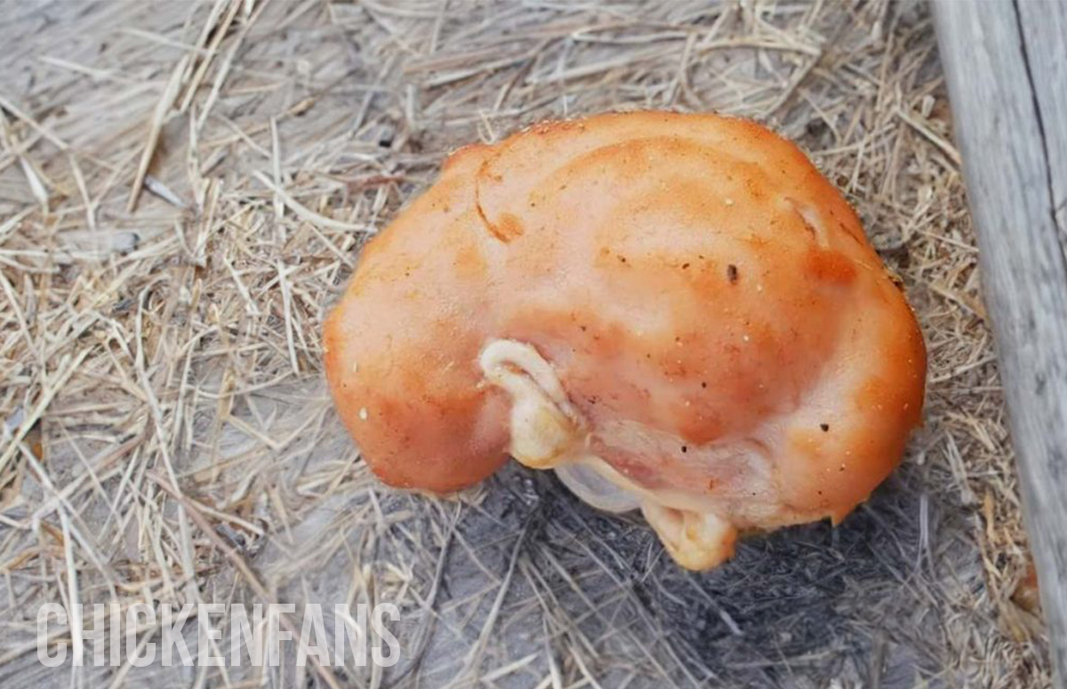 Lash Eggs in Chickens: Causes, Treatment & Prevention of Salpingitis ...