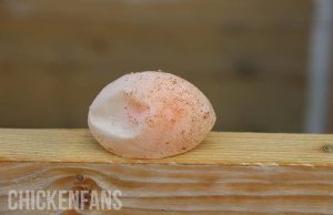 Lash Eggs in Chickens: Causes, Treatment & Prevention of Salpingitis ...