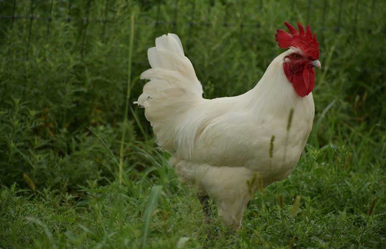 20 Amazing Giant Chicken Breeds | Chicken Fans