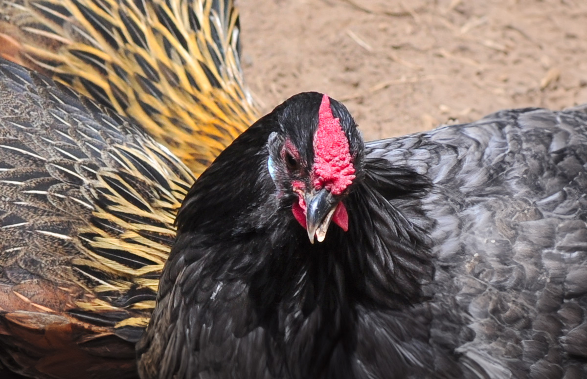 Scissor Beak Or Cross Beak In Chickens: Causes and Treatment | Chicken Fans