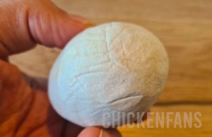 Lash Eggs in Chickens: Causes, Treatment & Prevention of Salpingitis ...