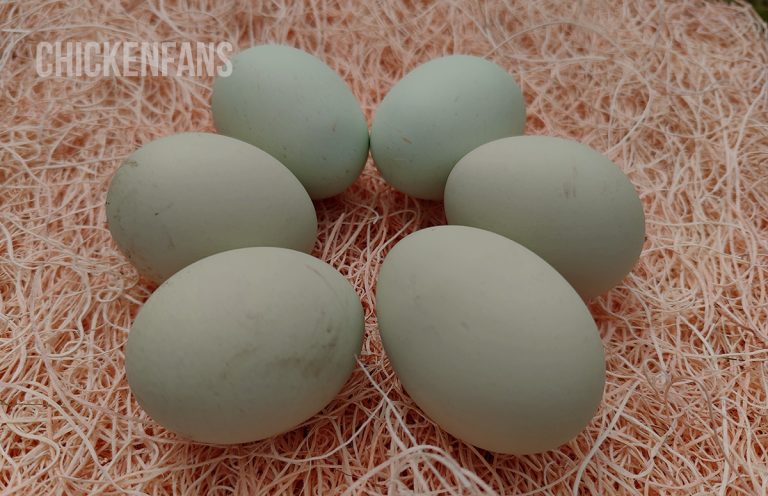 Olive Egger: A Stunning Green Egg Layer | Chicken Fans
