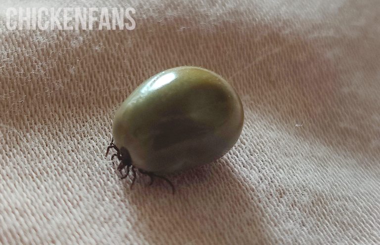 Can Chickens Eat Ticks? Health Risks Explained | Chicken Fans