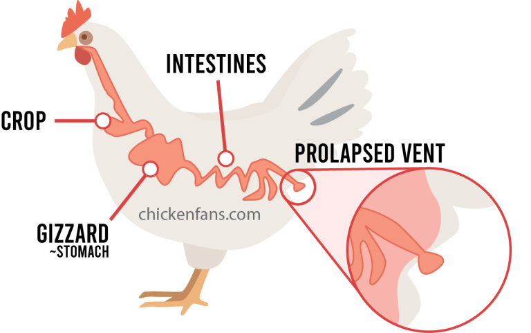 Prolapsed Vent In Chickens: Causes & Treatment | Chicken Fans