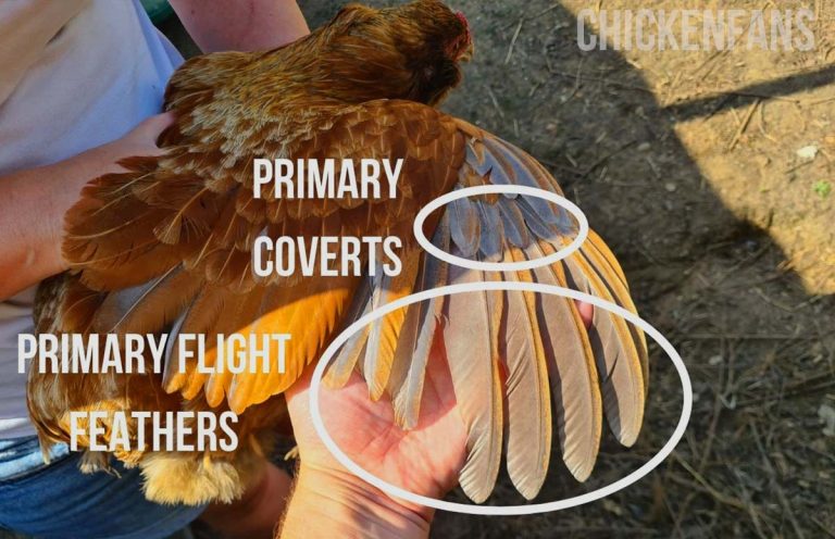 Clipping A Chicken's Wing Feathers: When And How? | Chicken Fans