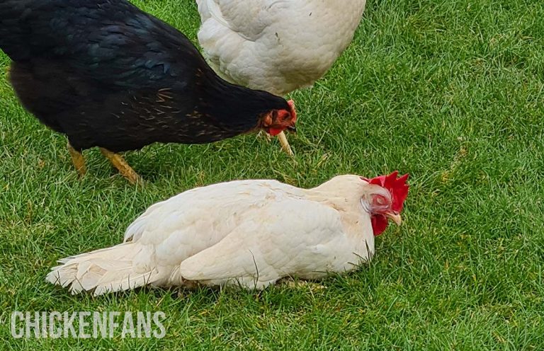 Botulism In Chickens: Causes, Treatment And Prevention | Chicken Fans