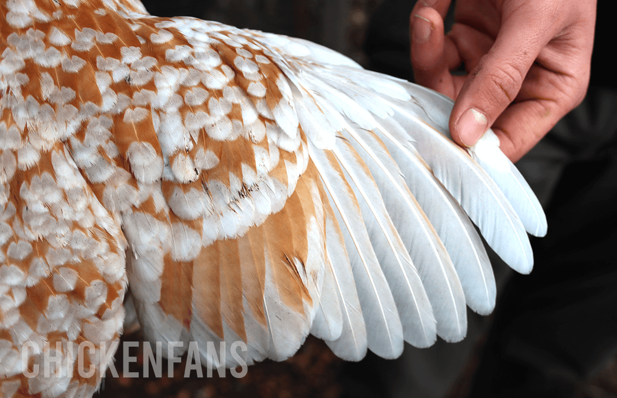Barbu d'Anvers (Antwerp Bearded Bantam): Breed Profile | Chicken Fans