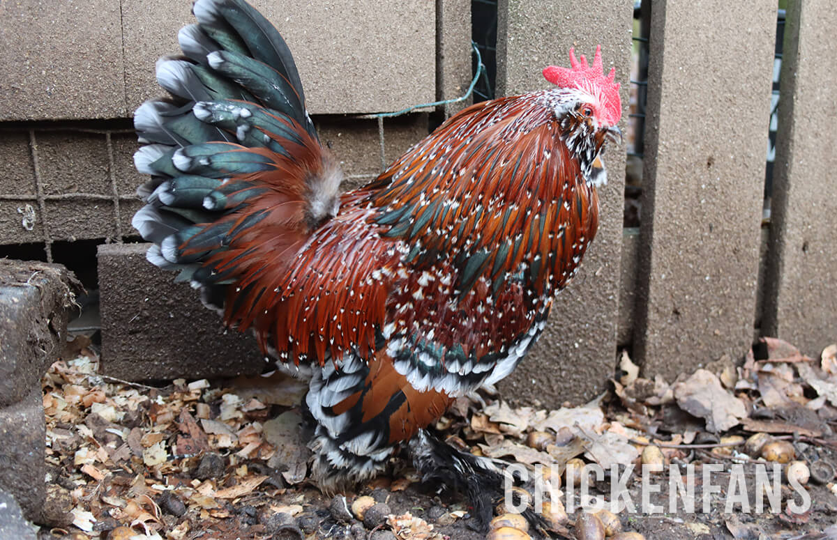 Barbu d'Anvers (Antwerp Bearded Bantam): Breed Profile | Chicken Fans