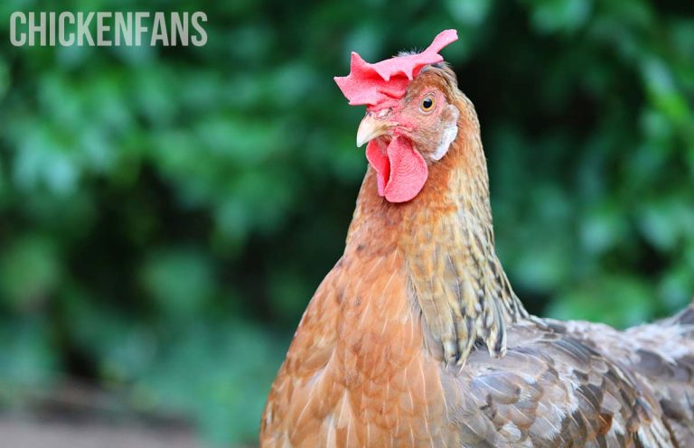 Do Chickens Fart? Your Flock's Flatulence Explained | Chicken Fans