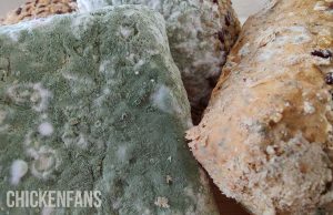 Can Chickens Eat Moldy Bread? Health Risks Explained | Chicken Fans
