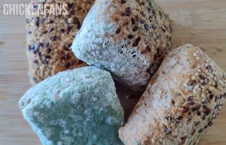 Raising Chickens | Eggcellent Guides