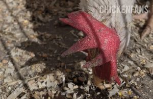 Frostbite In Chickens: Causes, Prevention, Treatment | Chicken Fans