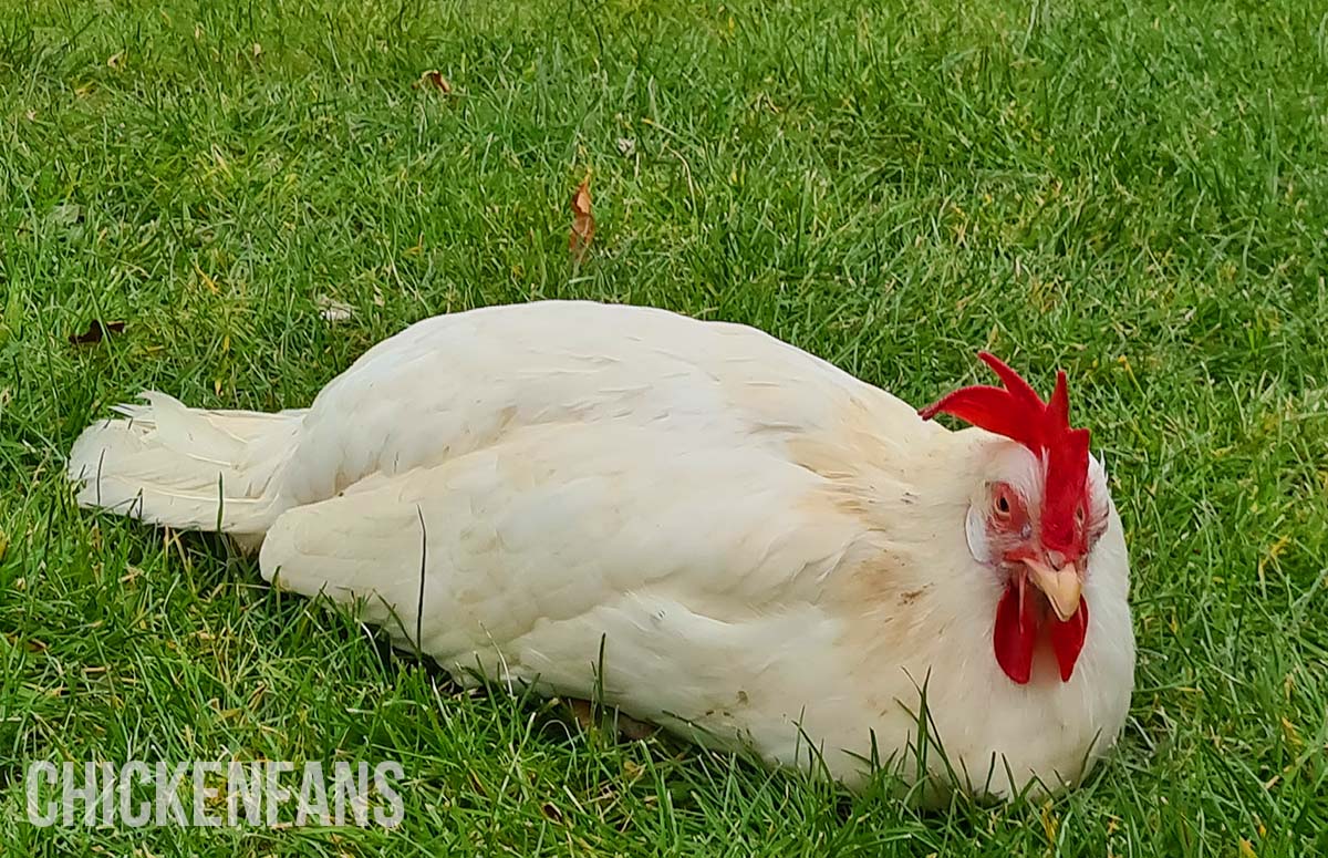 Lethargic Chickens: 14 Reasons Why Your Chicken Seems Depressed ...