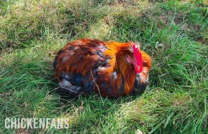 Lethargic Chickens: 14 Reasons Why Your Chicken Seems Depressed ...