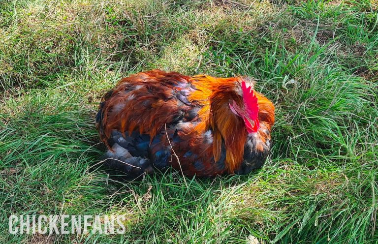 Lethargic Chickens: 14 Reasons Why Your Chicken Seems Depressed ...