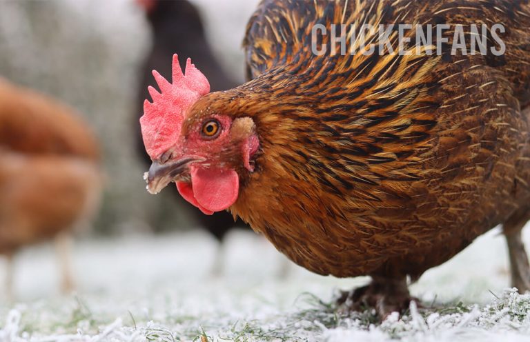 Frostbite In Chickens: Causes, Prevention, Treatment | Chicken Fans
