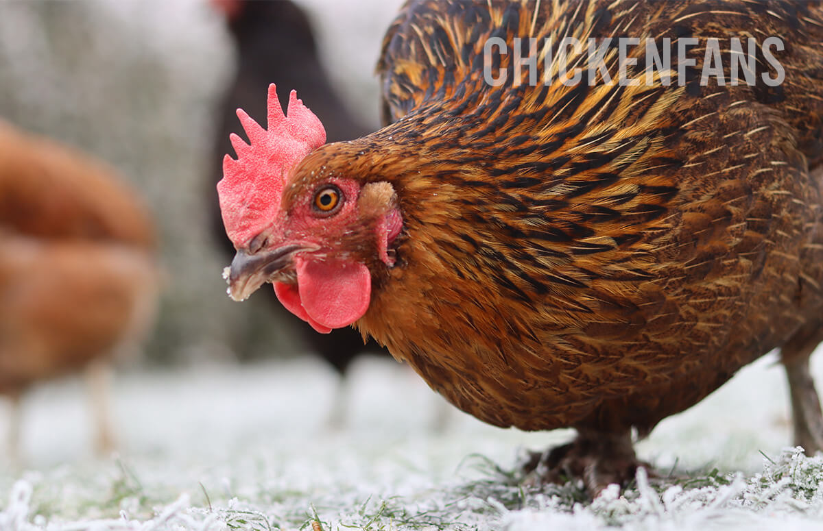 Frostbite In Chickens: Causes, Prevention, Treatment | Chicken Fans