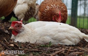 Pale Comb in Chickens: Causes And Treatment | Chicken Fans