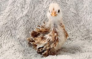 Frizzle Chickens: Reasons To Buy | Chicken Fans