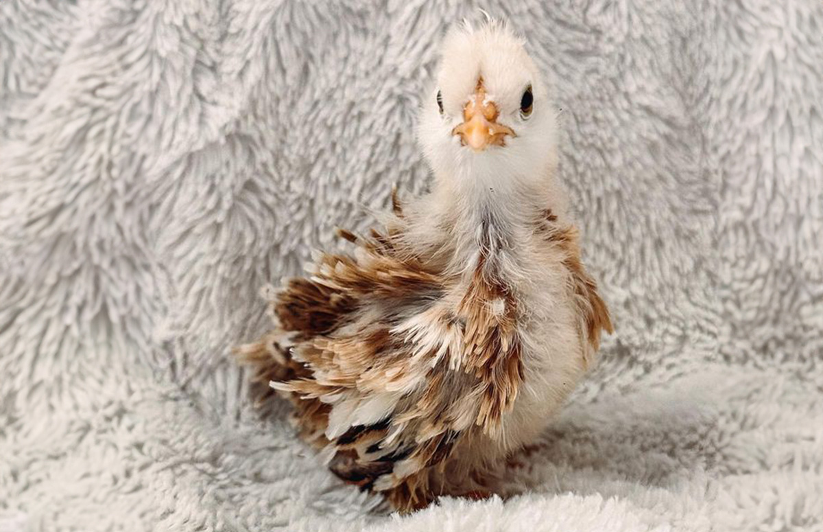 Frizzle Chickens: Reasons To Buy | Chicken Fans