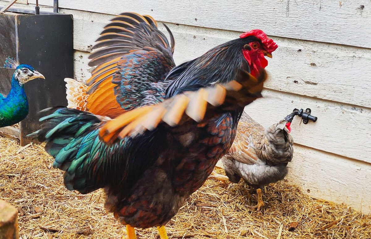 Golden Laced Wyandotte: Breed Profile | Chicken Fans