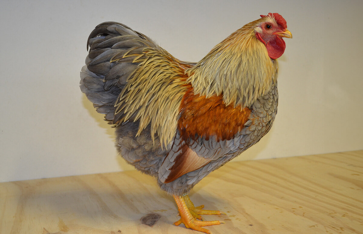 Buff Wyandotte: Breed Profile | Chicken Fans