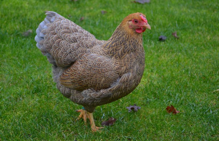 20 Amazing Giant Chicken Breeds | Chicken Fans