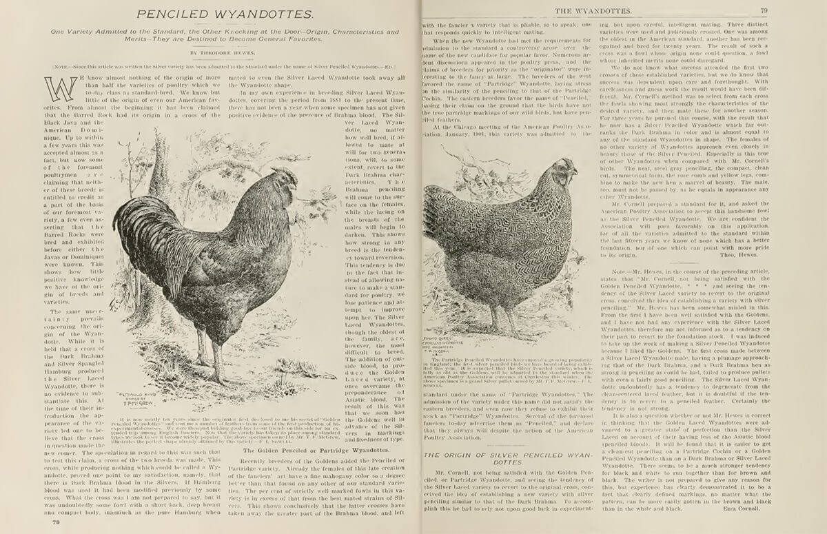Silver Penciled Wyandotte: Breed Profile | Chicken Fans