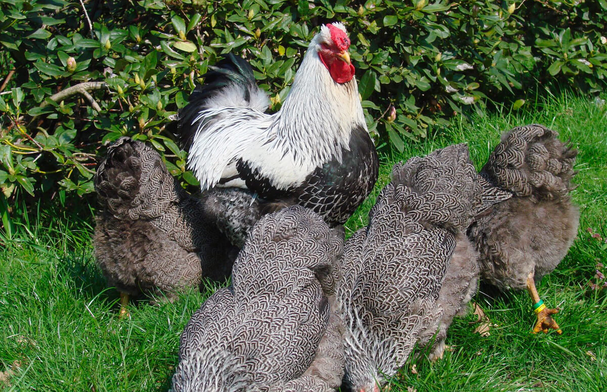Silver Penciled Wyandotte: Breed Profile | Chicken Fans