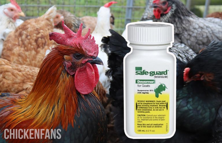 Flubendazole For Chickens: Dosage, Use, Egg Withdrawal | Chicken Fans