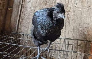 Fibro Easter Egger: Black Chicken Breed With Colored Eggs | Chicken Fans