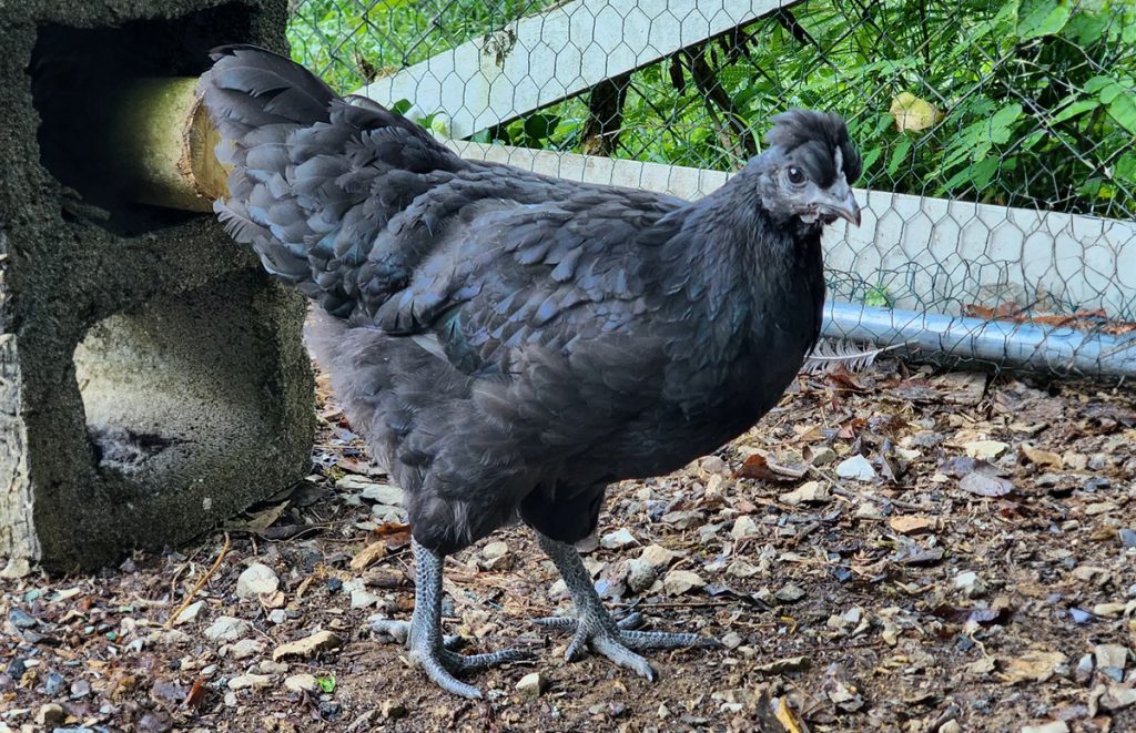 10 Beautiful Black Chicken Breeds (With Pictures) | Chicken Fans