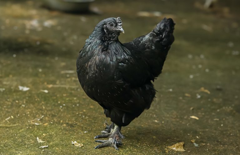Chicken Breeds With Black Feet | Chicken Fans